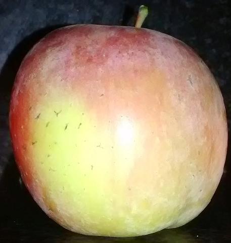 Poma ecològica - elsMasovers.cat elsMasovers.cat